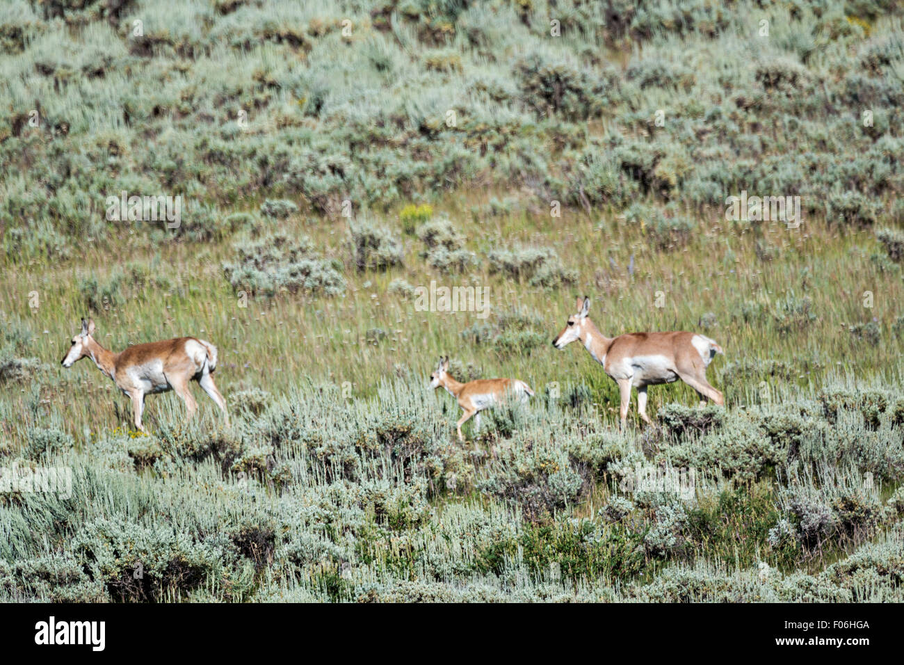 Pronghorn antelope in the high plains near Encampment, Wyoming Stock ...