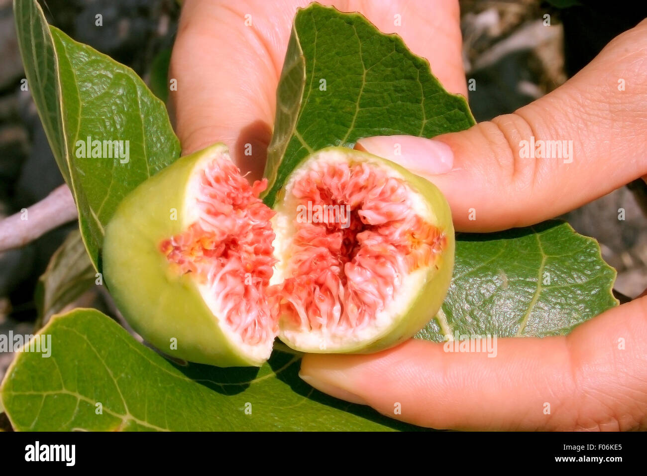 Fig in hand hi-res stock photography and images - Alamy