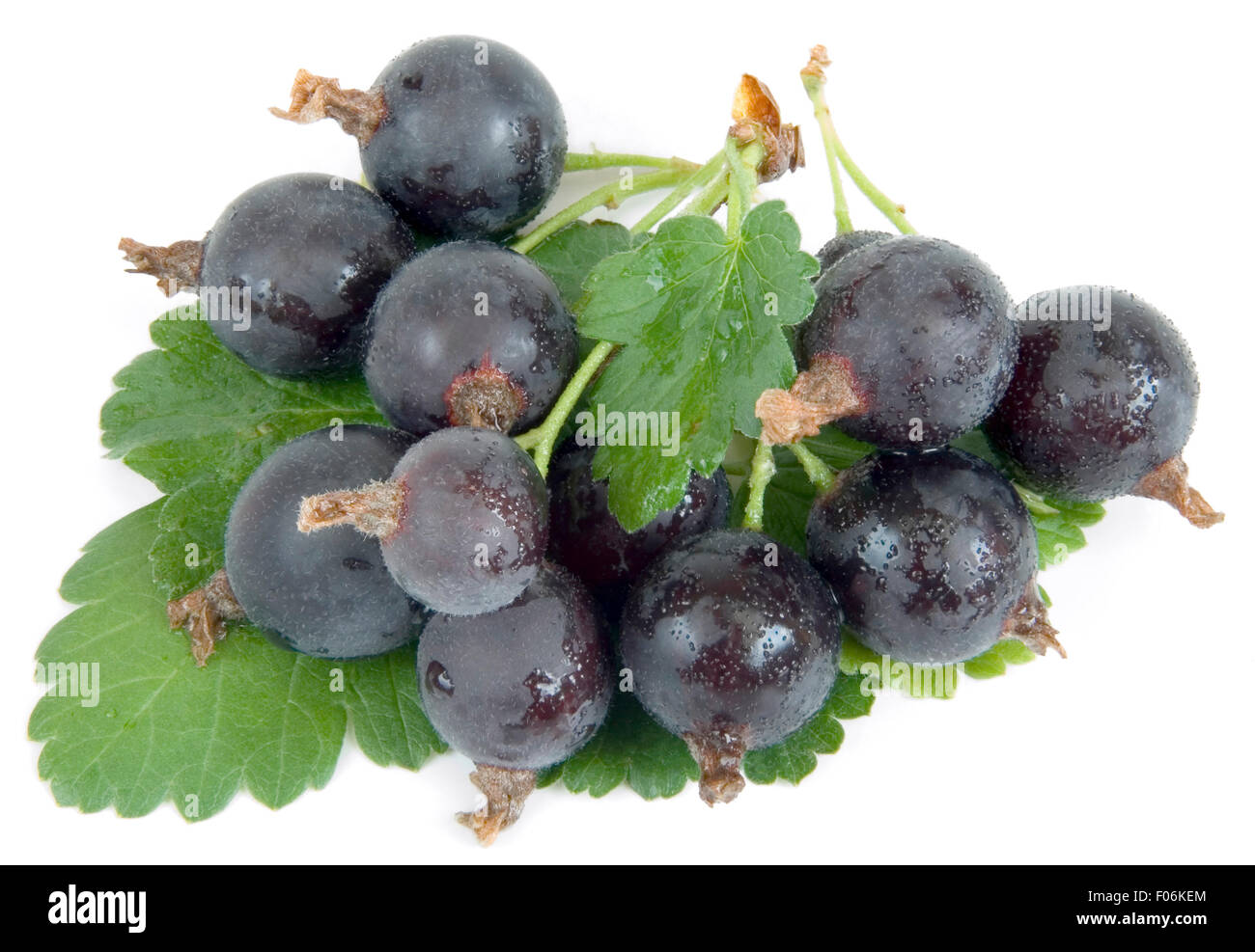 Black Velvet Gooseberry - New hybrid between Black Currant and ...