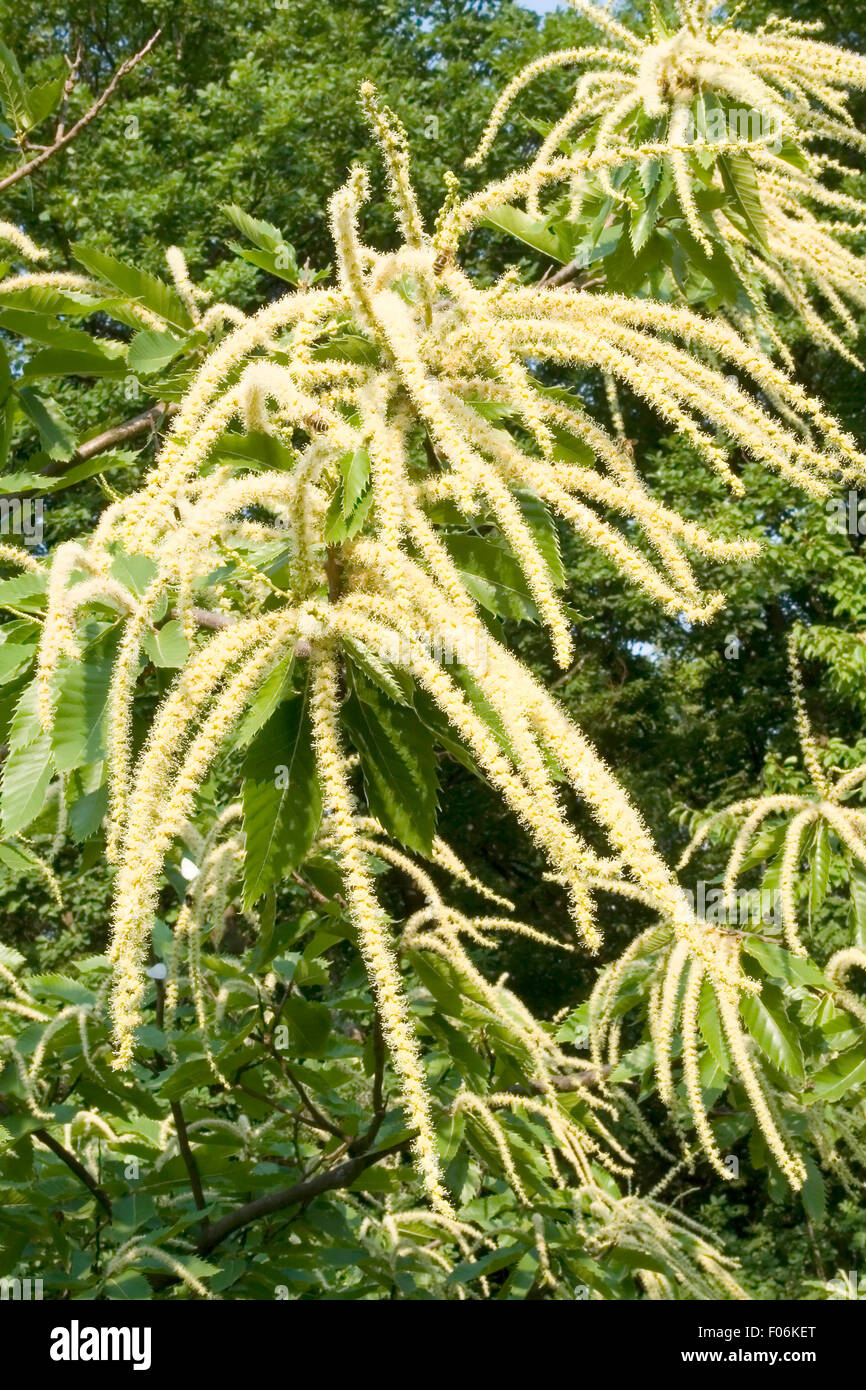 Close up of Chestnut flower Stock Photo - Alamy