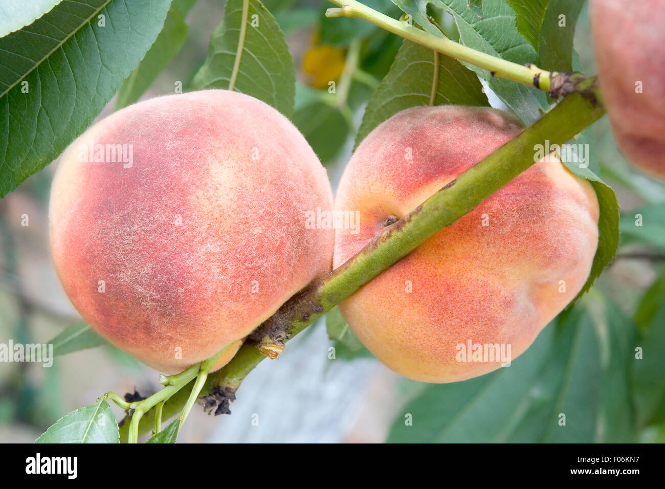 Two peach on the branch Stock Photo - Alamy