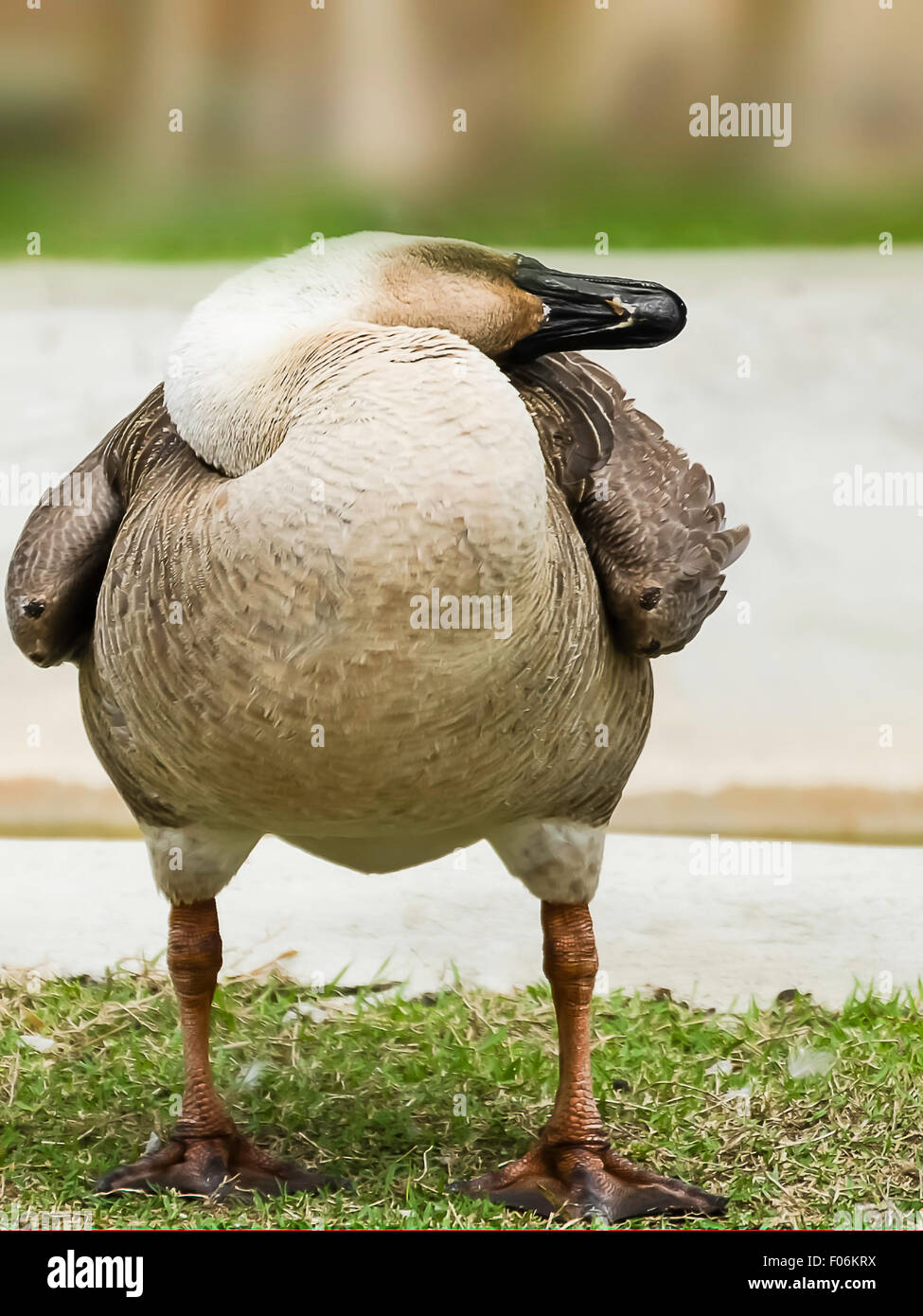 Action of gray goose, domestic animal in Asia Stock Photo - Alamy