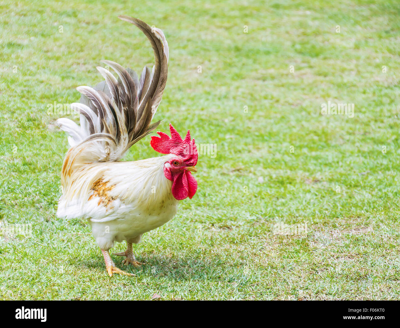 Bantam rooster hi-res stock photography and images - Alamy