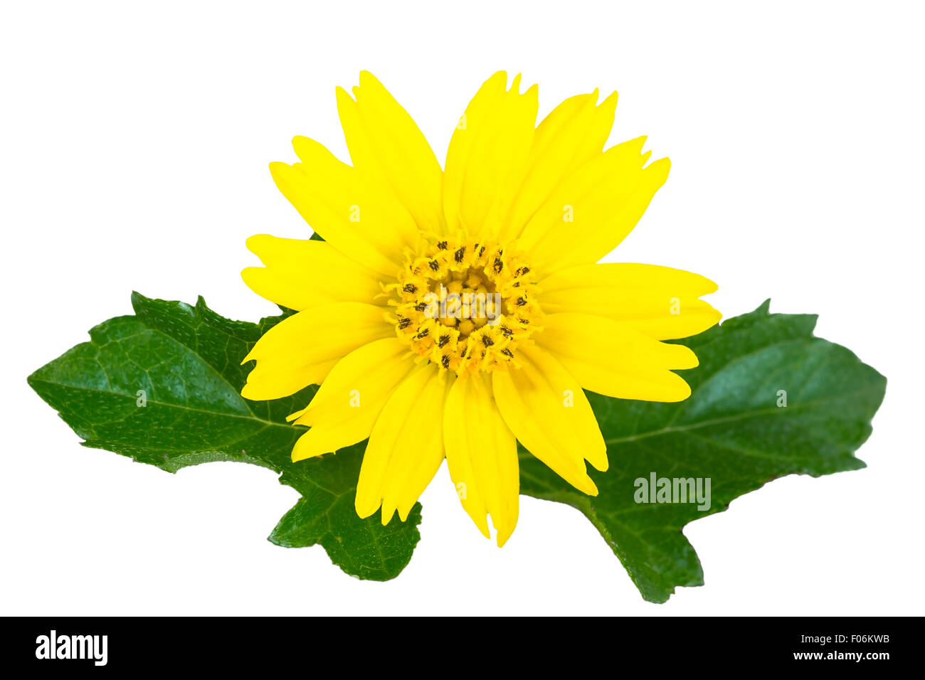Yellow flower with isolated on white background Stock Photo - Alamy