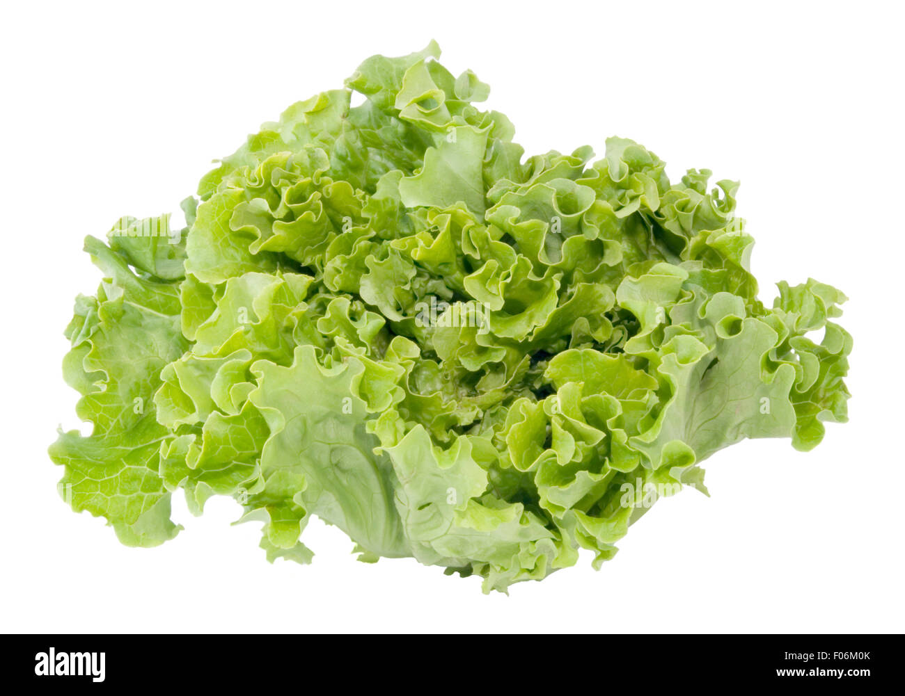 Fresh salad lettuce Cut Out Stock Images & Pictures - Alamy