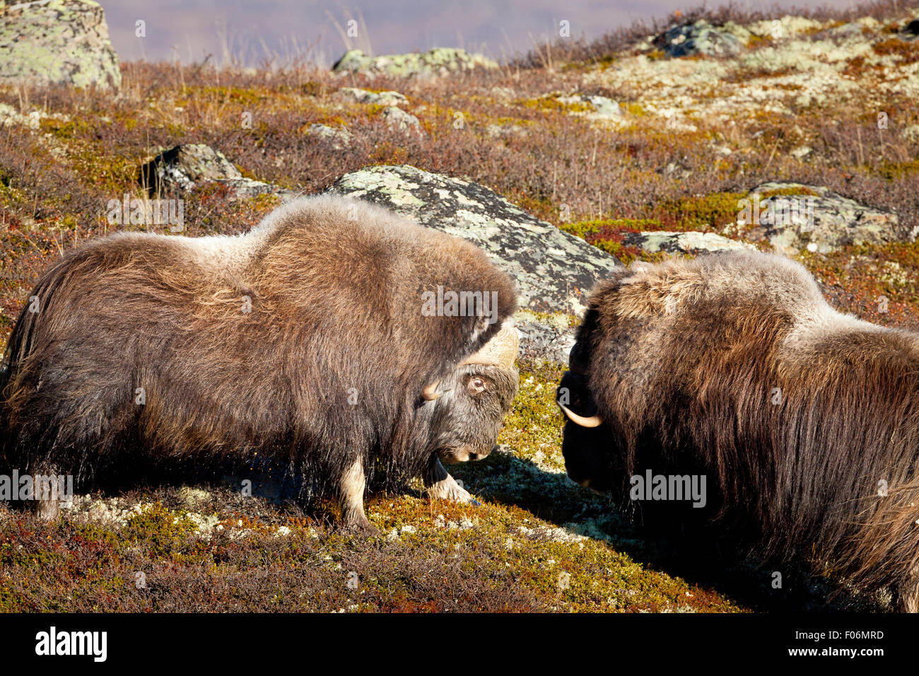 Musk ox fighting hi-res stock photography and images - Alamy