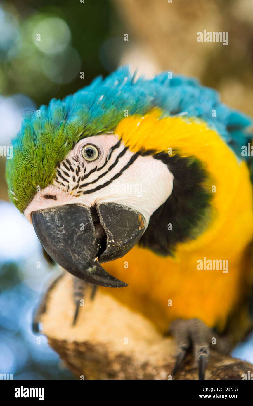 Blue Gold Macaw, breeds in forest and woodland of Tropical South ...
