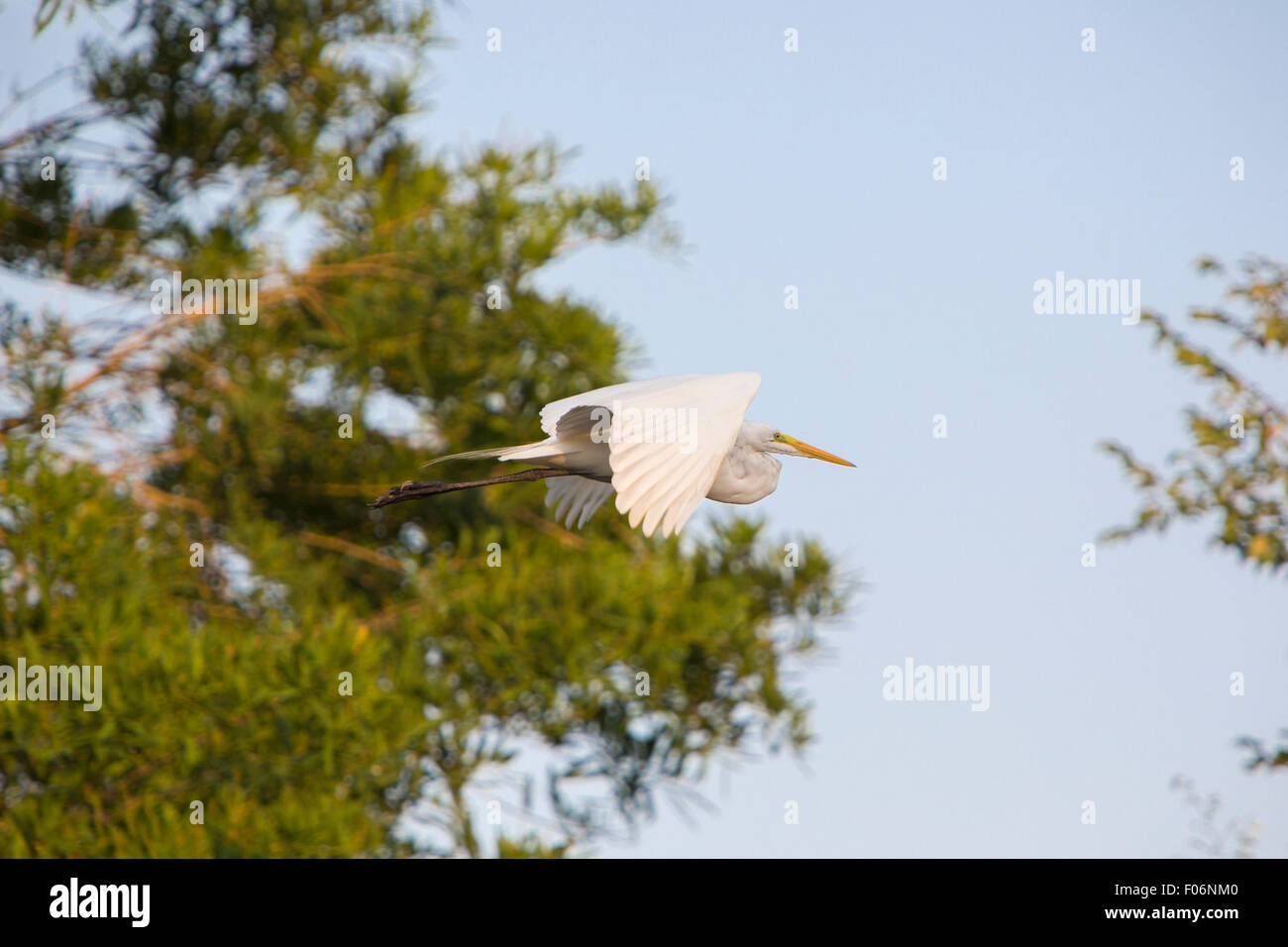 Great Egret (Ardea alba) flying near lake Maracaibo in the National ...
