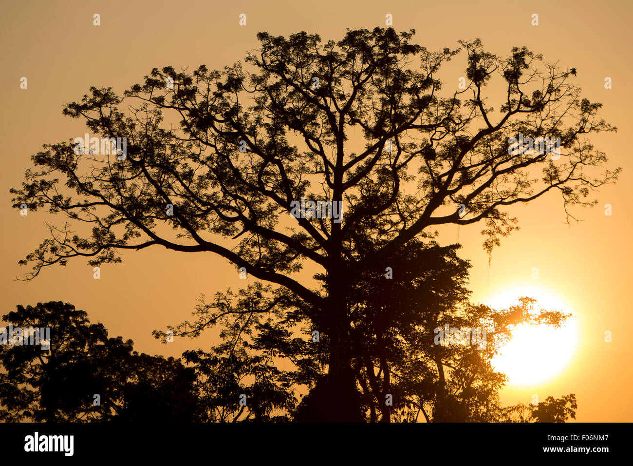 Silhouettes of exotic tree and jungle on the Catatumbo River near the ...