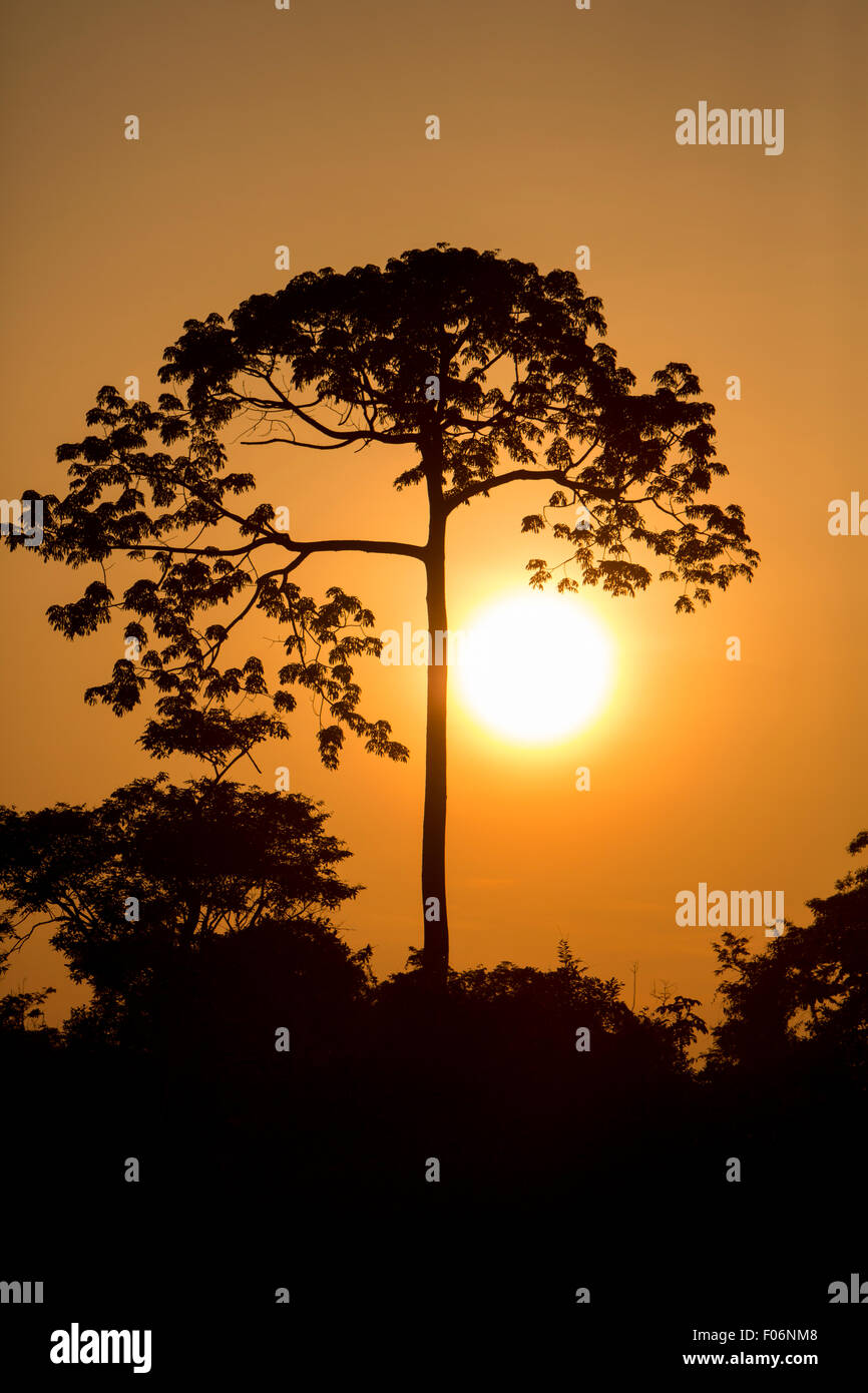 Exotic tree hi-res stock photography and images - Alamy