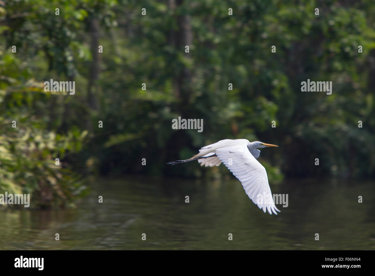 Great Egret (Ardea alba) flying near lake Maracaibo in the National ...