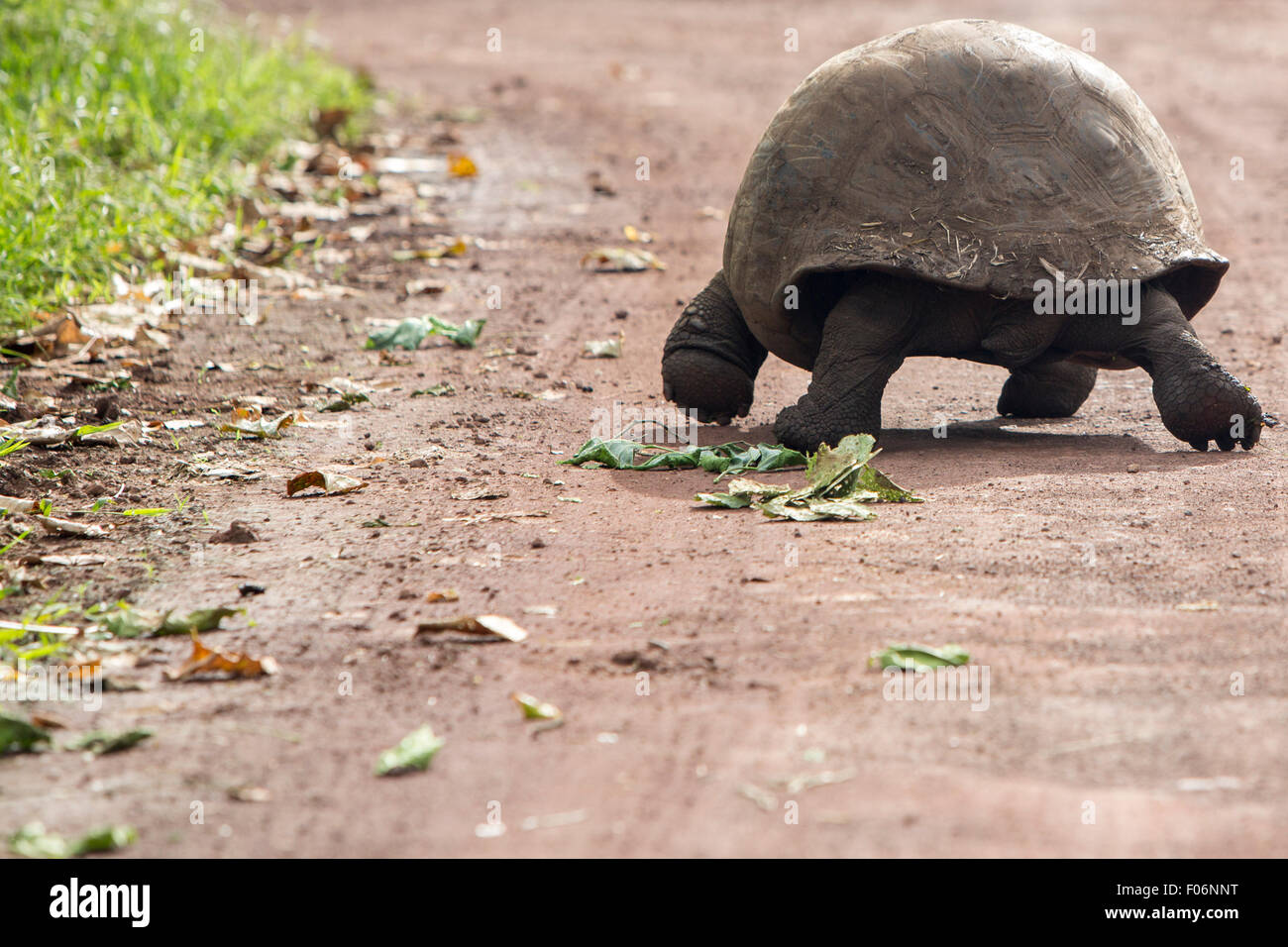 Giant Galapagos land turtle Stock Photo - Alamy