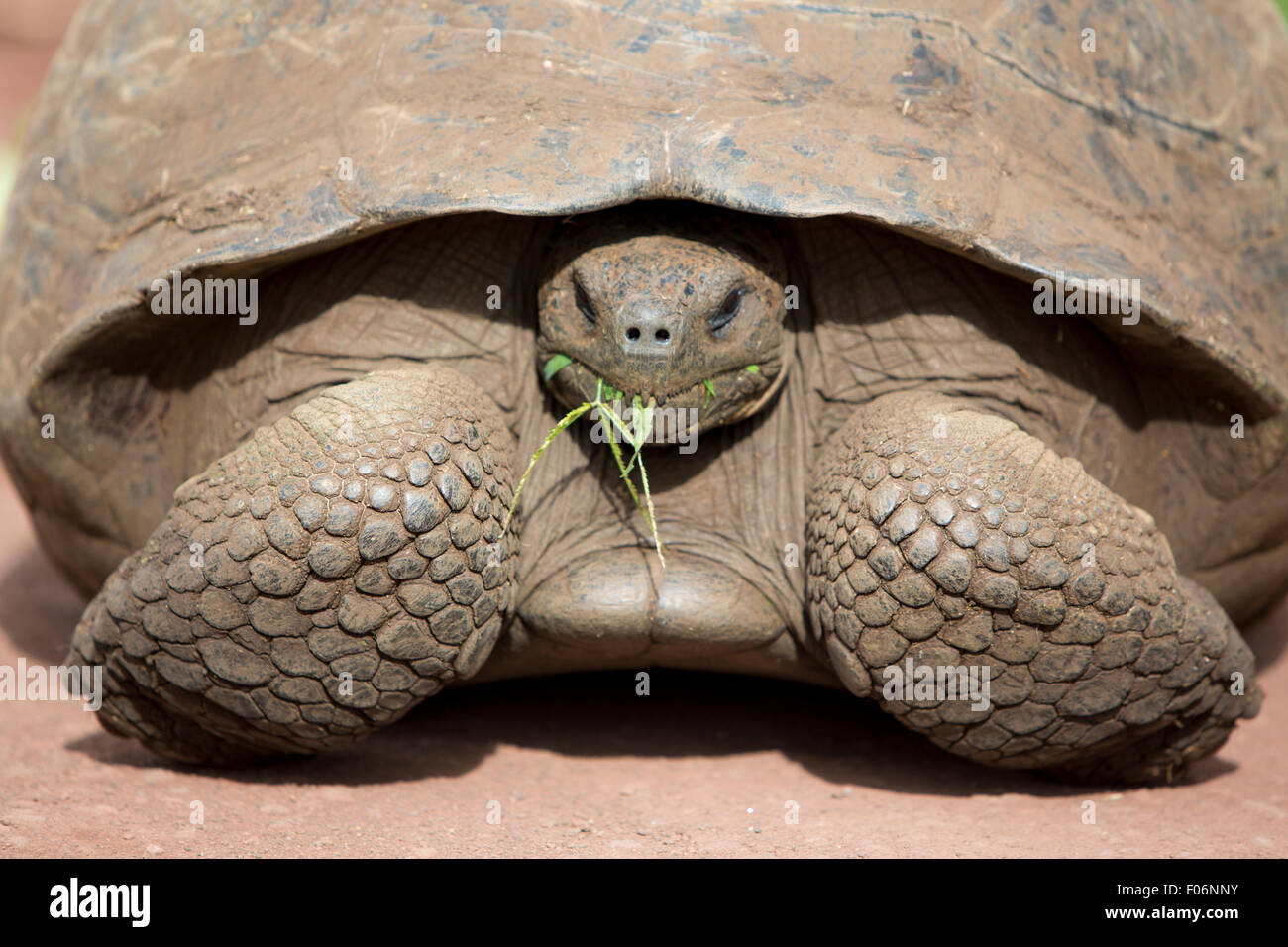 Giant Galapagos land turtle Stock Photo - Alamy