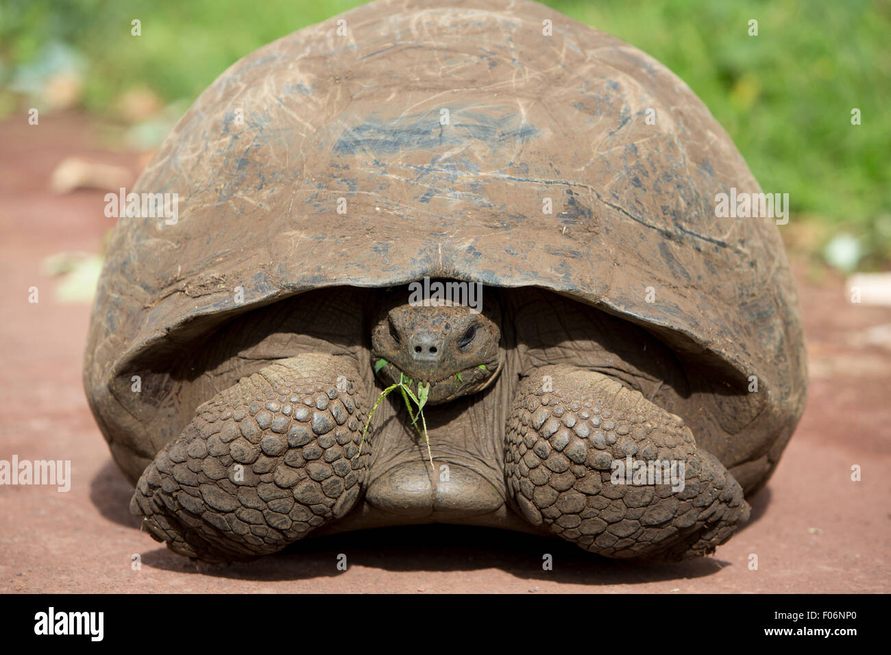 Giant Galapagos land turtle Stock Photo - Alamy
