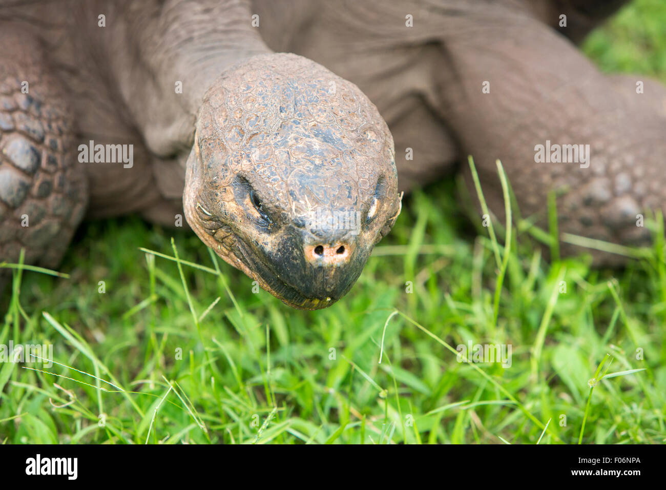 Giant Galapagos land turtle Stock Photo - Alamy