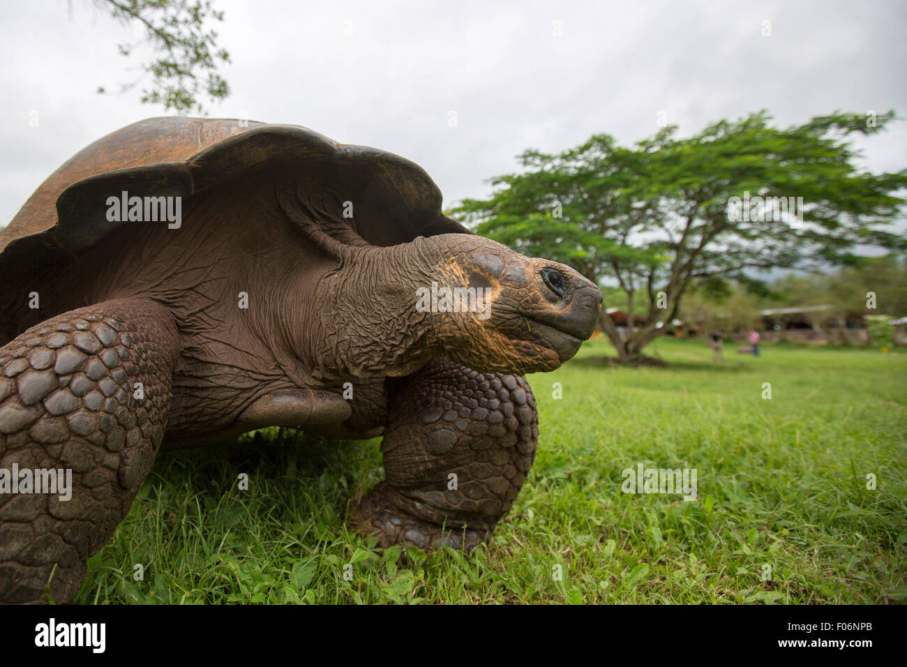 Giant Galapagos land turtle Stock Photo - Alamy