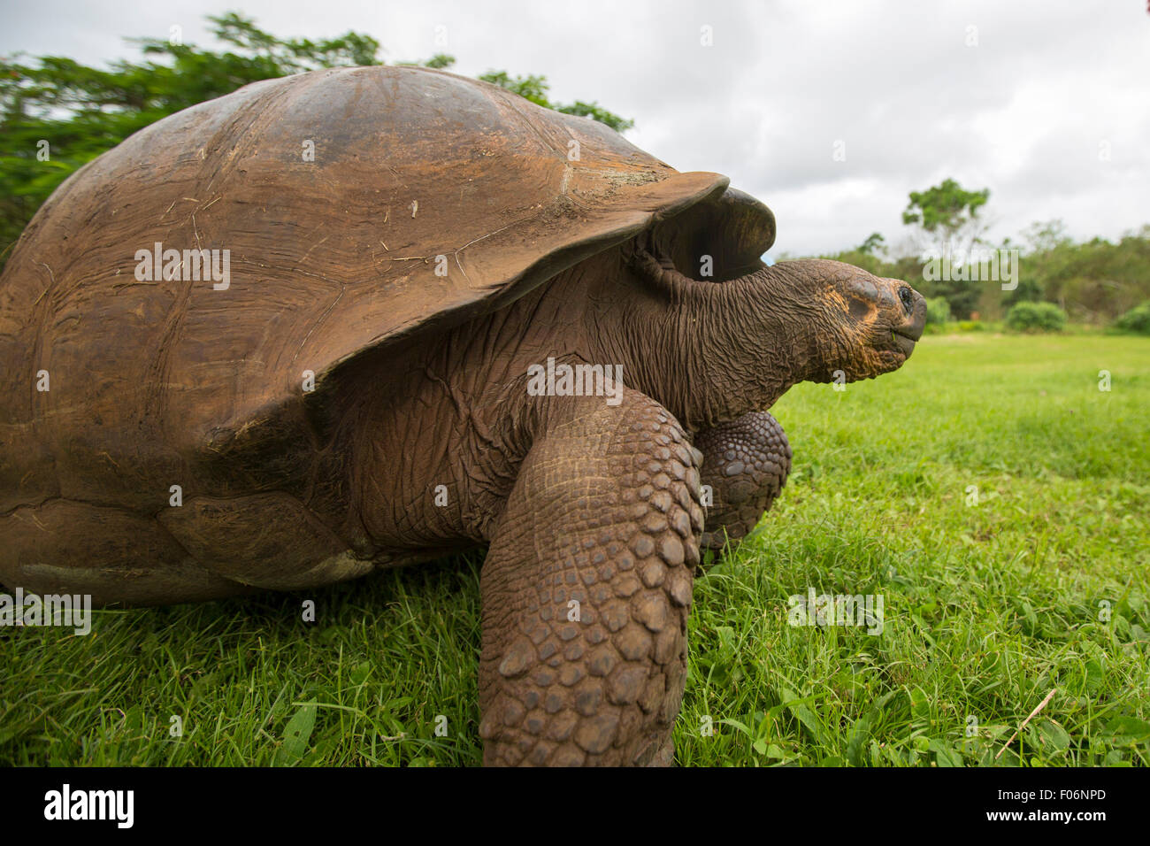 Galapagos giant tortoise hi-res stock photography and images - Alamy