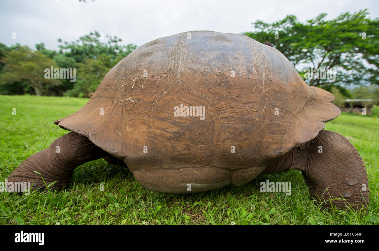 Giant Galapagos land turtle Stock Photo - Alamy