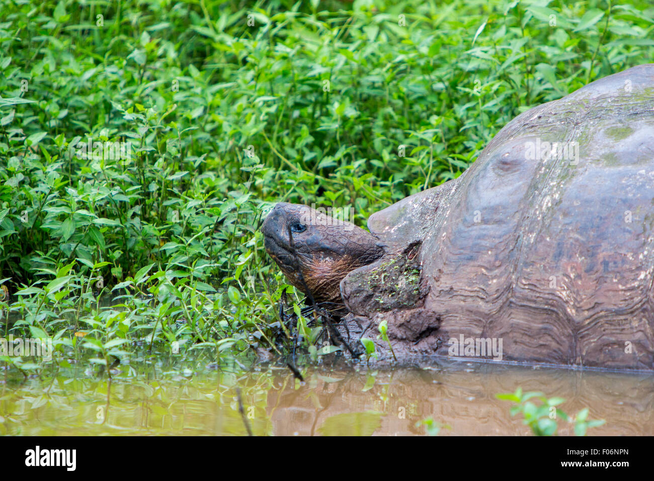 Giant Galapagos land turtle Stock Photo - Alamy