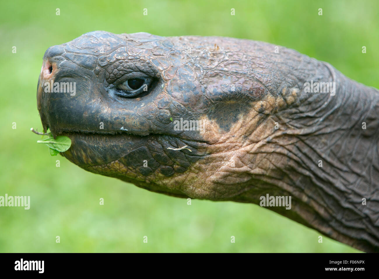 Land Turtle Stock Photos & Land Turtle Stock Images - Alamy