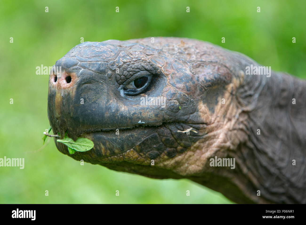 Giant Galapagos land turtle Stock Photo - Alamy