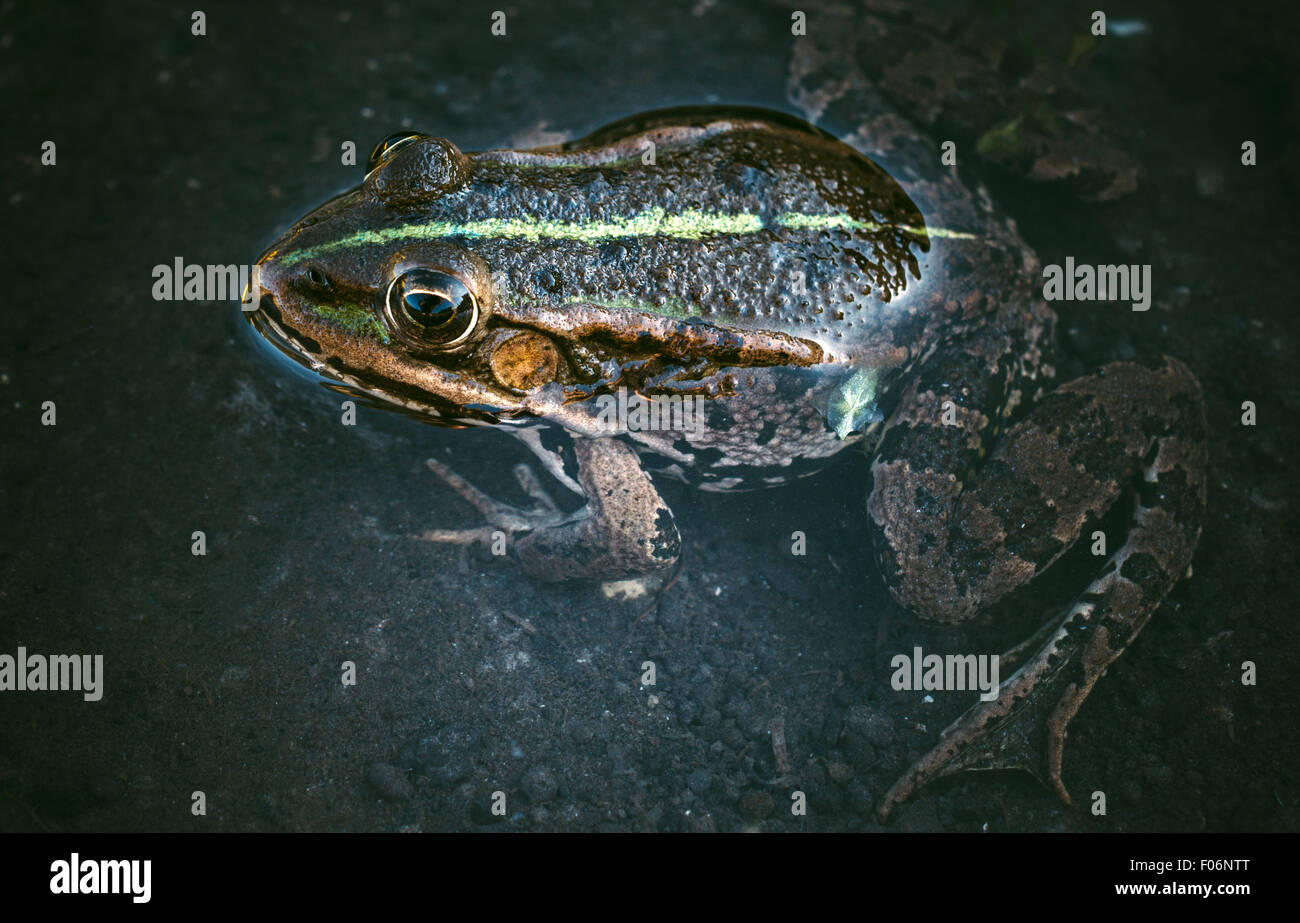 Frog in the swamp water,selective focus Stock Photo - Alamy