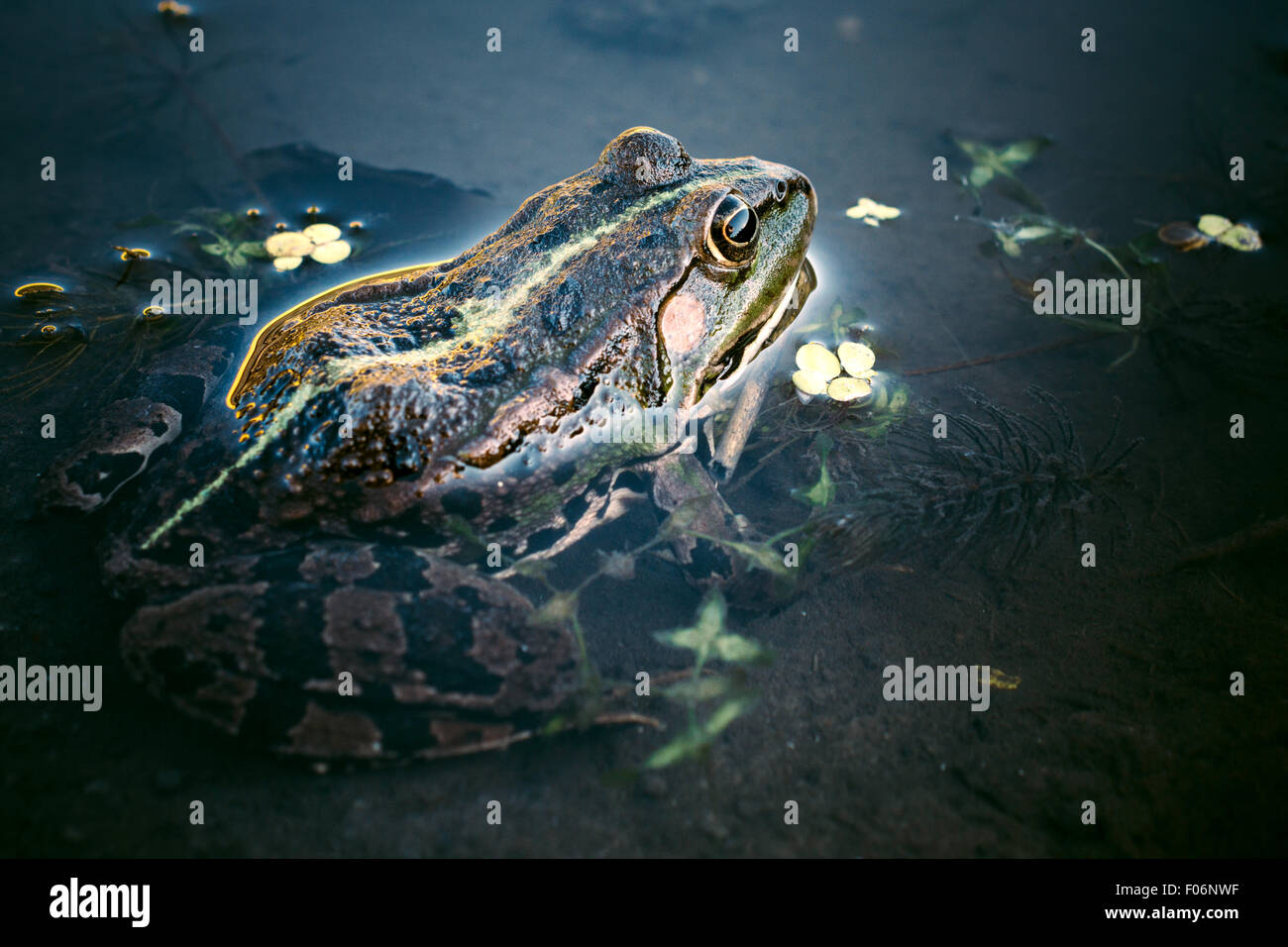 Big frog in the water,selective focus Stock Photo - Alamy