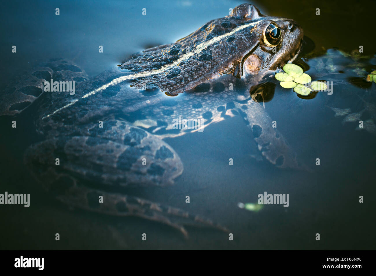 Frog in the swamp water,selective focus Stock Photo - Alamy