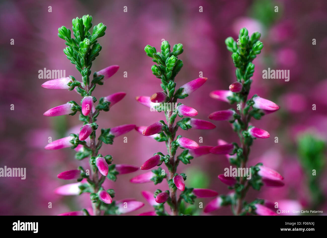 Calluna vulgaris hi-res stock photography and images - Alamy