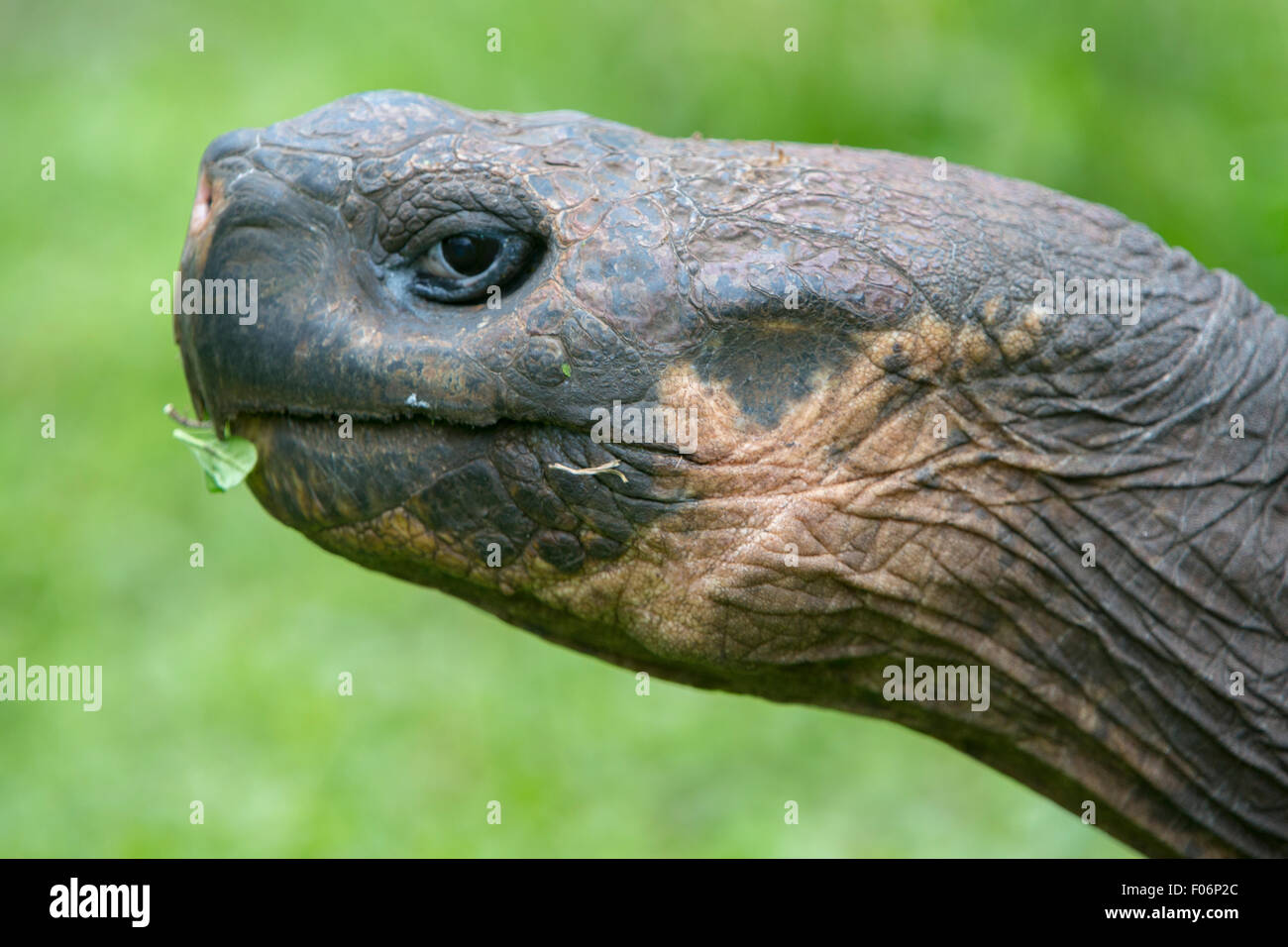 Giant Galapagos land turtle Stock Photo - Alamy