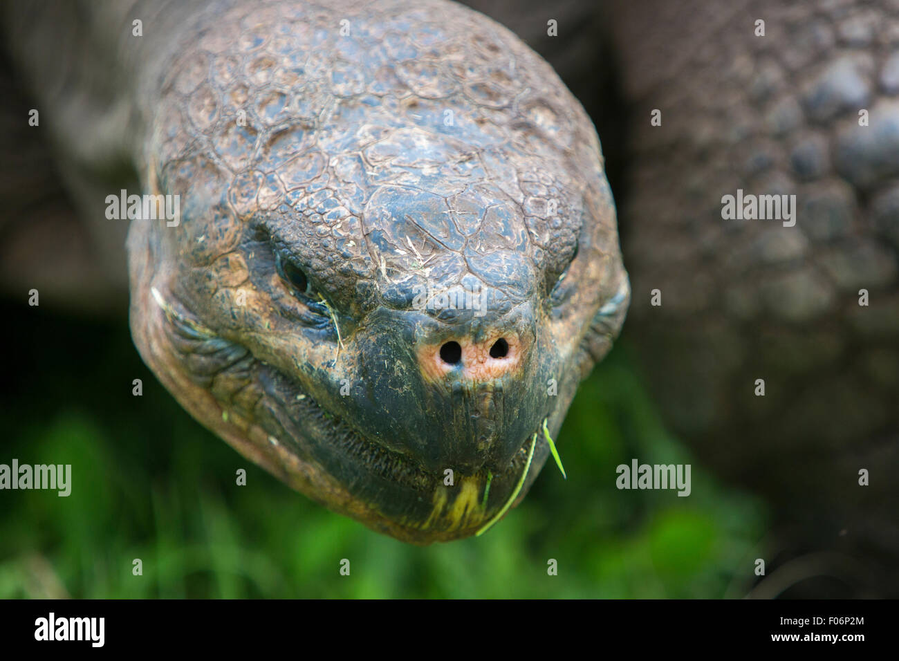 Giant Galapagos land turtle Stock Photo - Alamy