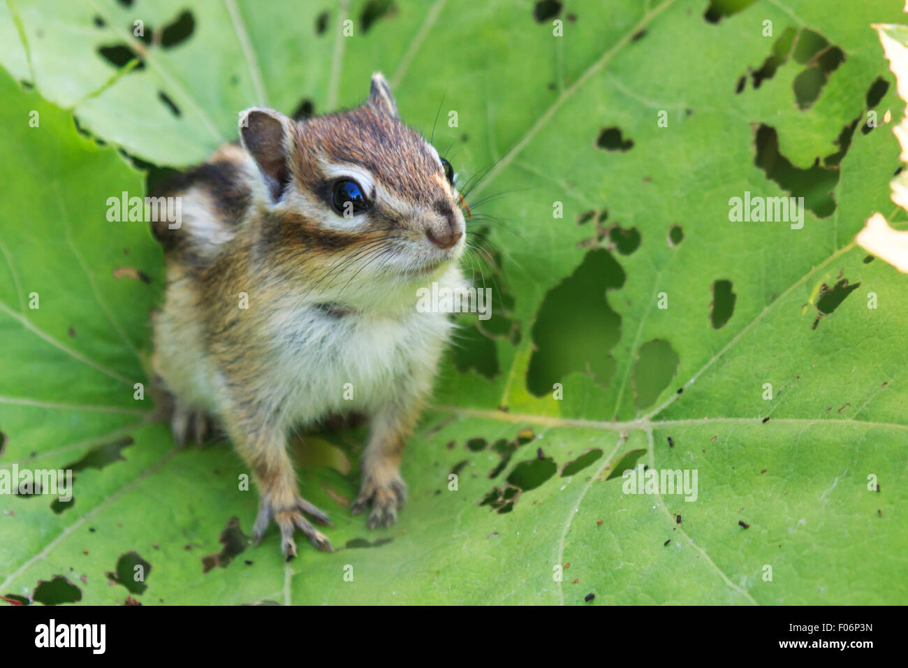Chipmunk in natural habitat hi-res stock photography and images - Alamy