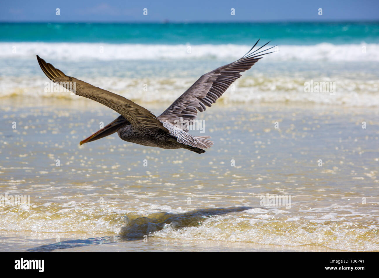Pelican flying over the beach in Galapagos Stock Photo - Alamy