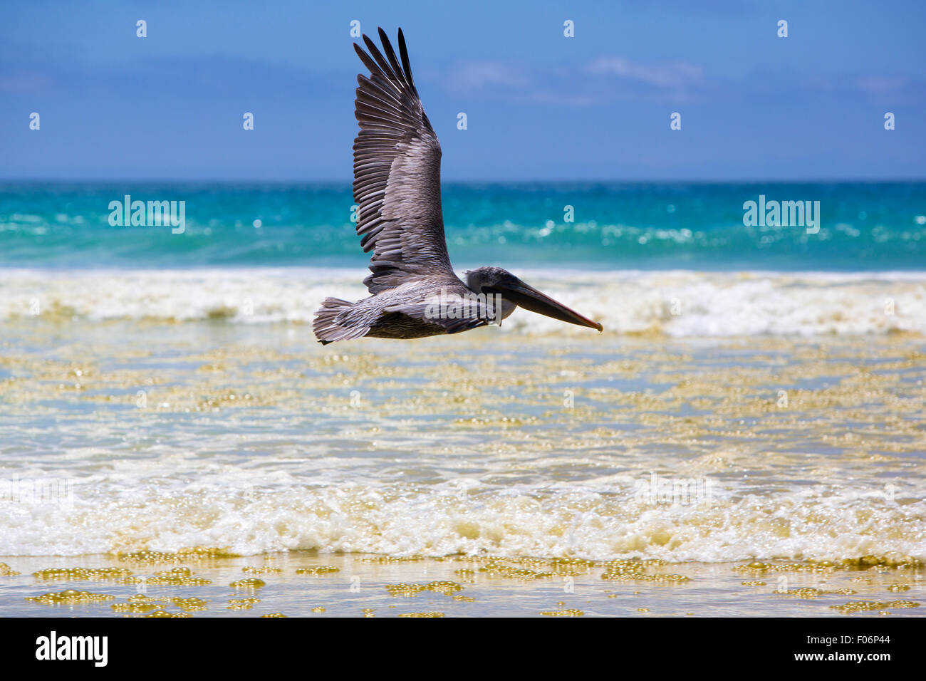 Pelican flying over the beach in Galapagos Stock Photo - Alamy