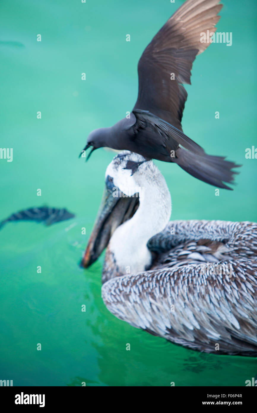 Grabbing a fish hi-res stock photography and images - Alamy