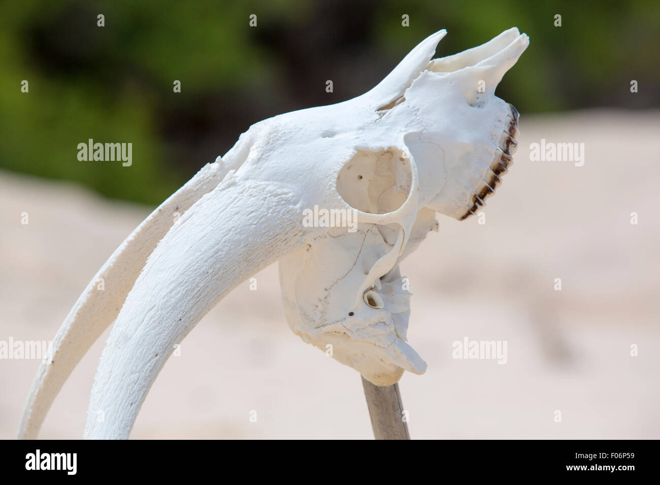 White animal bone hi-res stock photography and images - Alamy