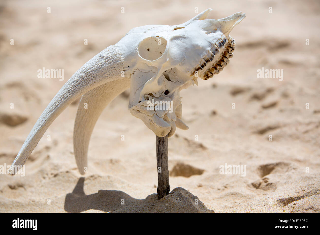 Old head beach on hi-res stock photography and images - Alamy