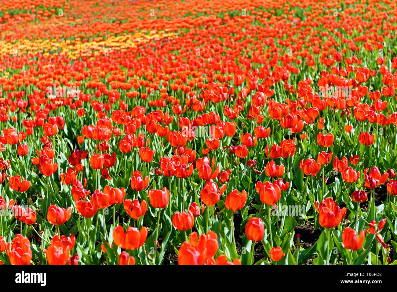 Beautiful red tulip in hi-res stock photography and images - Alamy