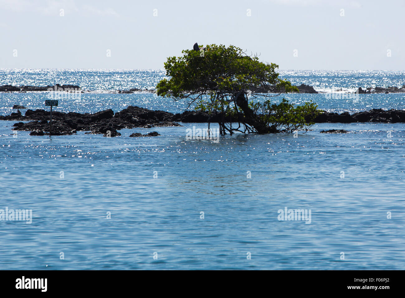 View of a tree in the ocean in front of Isla Isabela in the Galapagos ...
