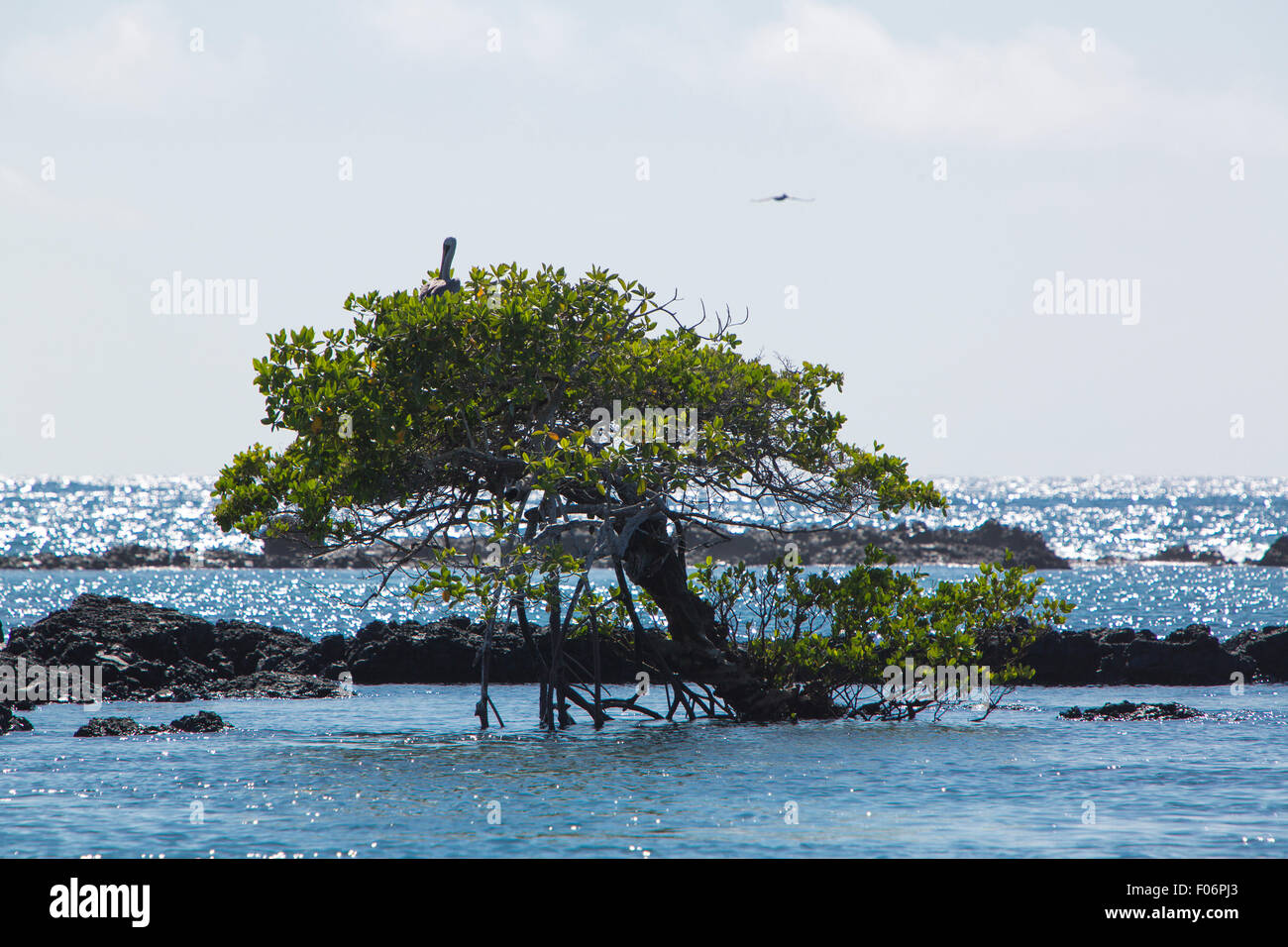View of a tree in the ocean in front of Isla Isabela in the Galapagos ...