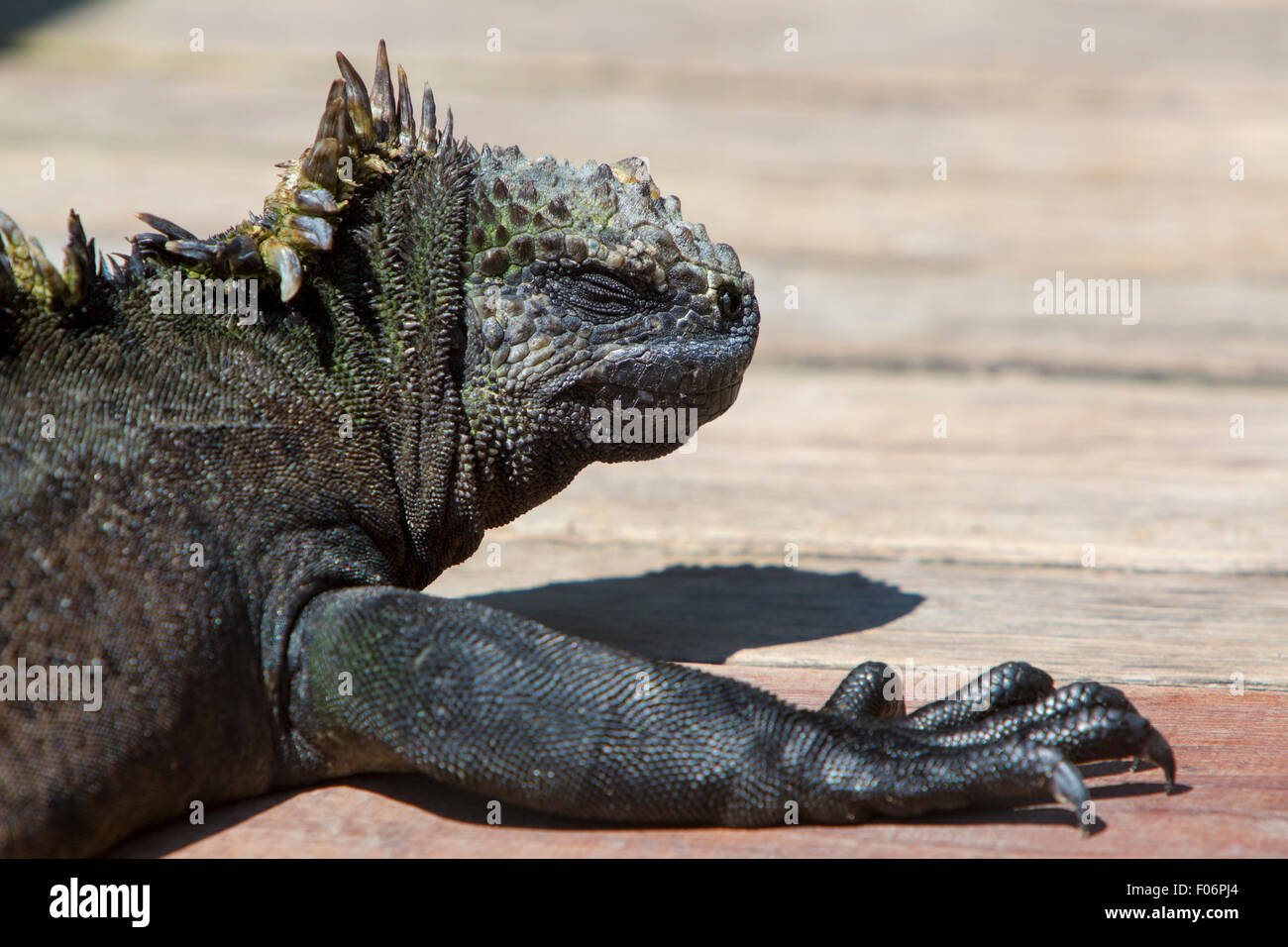 Single marine iguana standing on wood deck at the port of Puerto ...