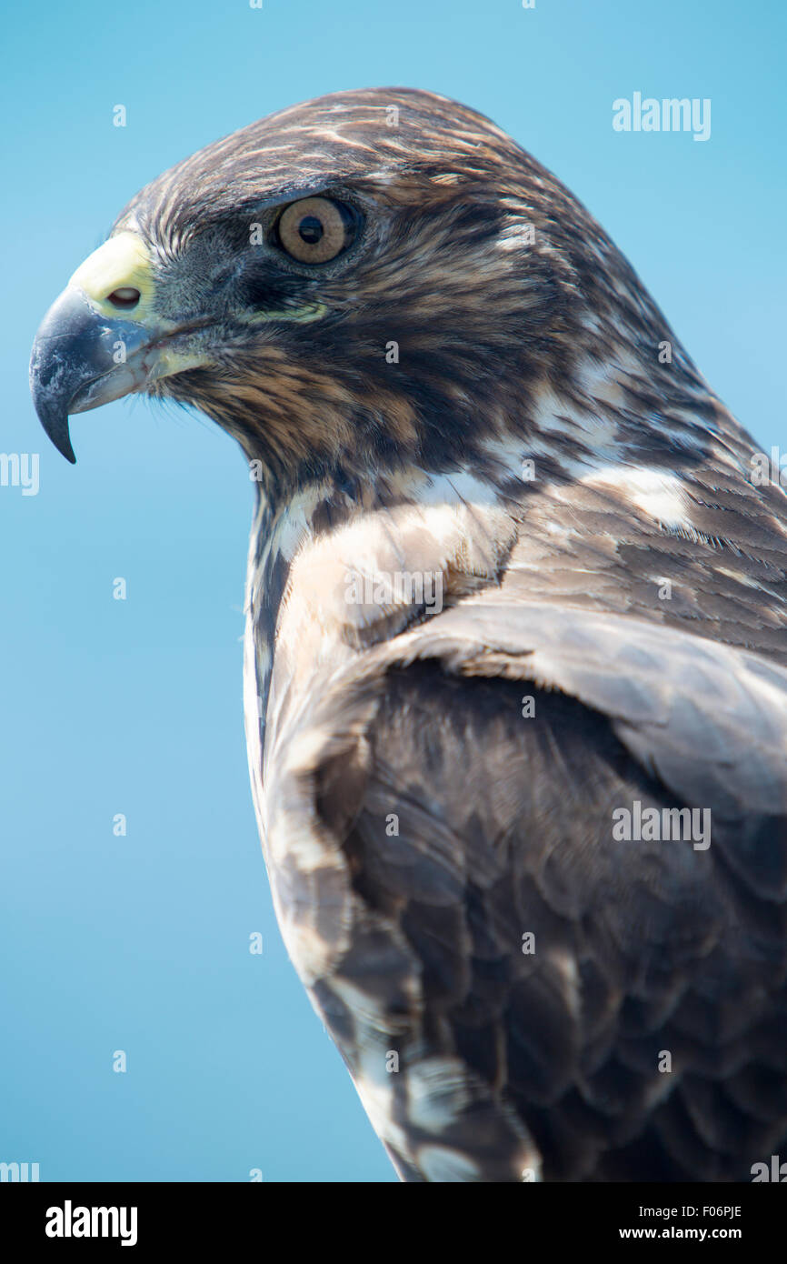 Galapagos Hawk, Galapagos Islands, Ecuador Stock Photo - Alamy