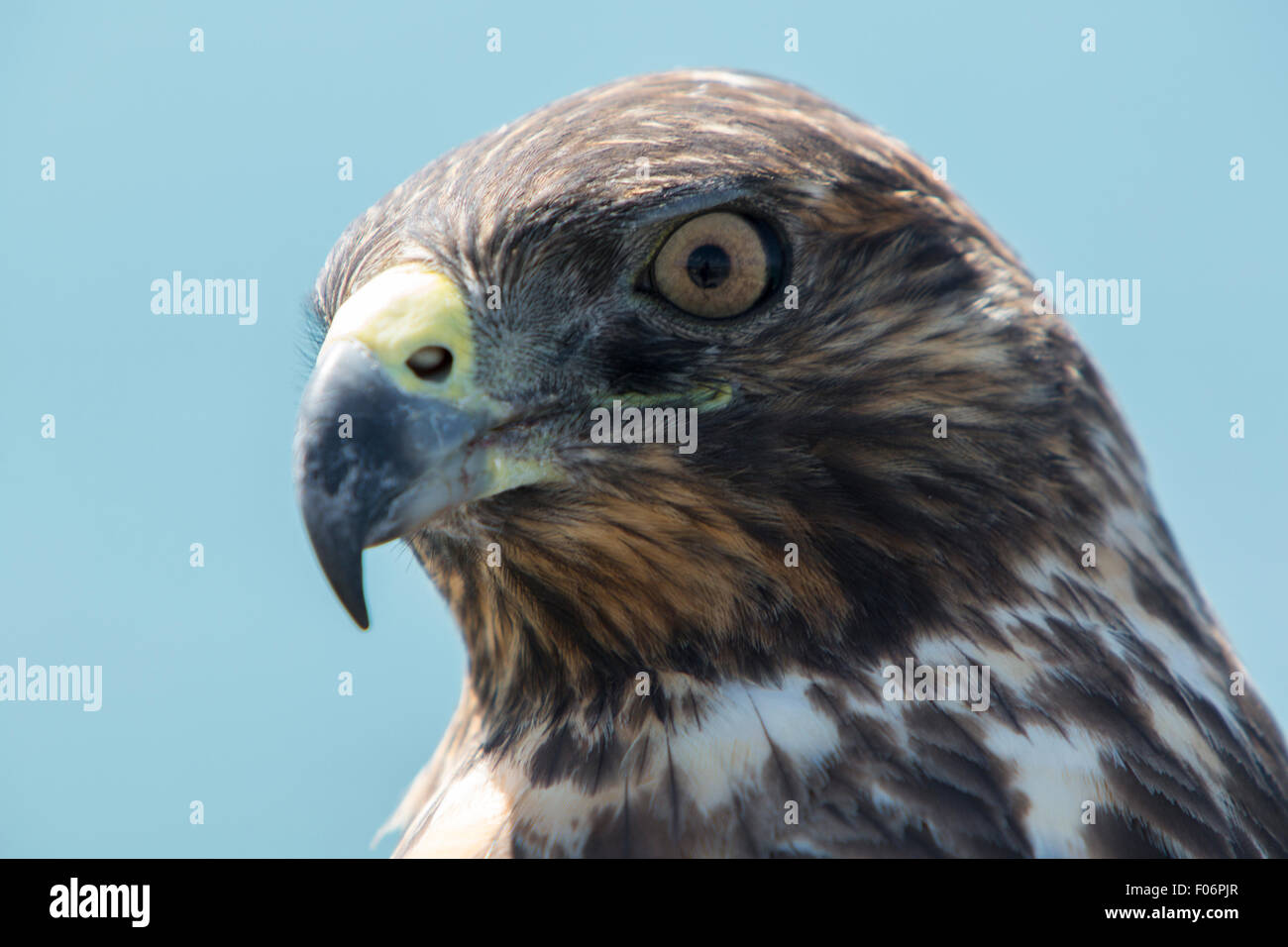 Galapagos hawk islands ecuador hi-res stock photography and images - Alamy