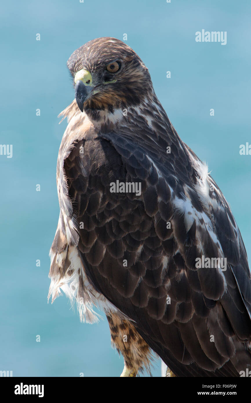 Galapagos hawk islands ecuador hi-res stock photography and images - Alamy