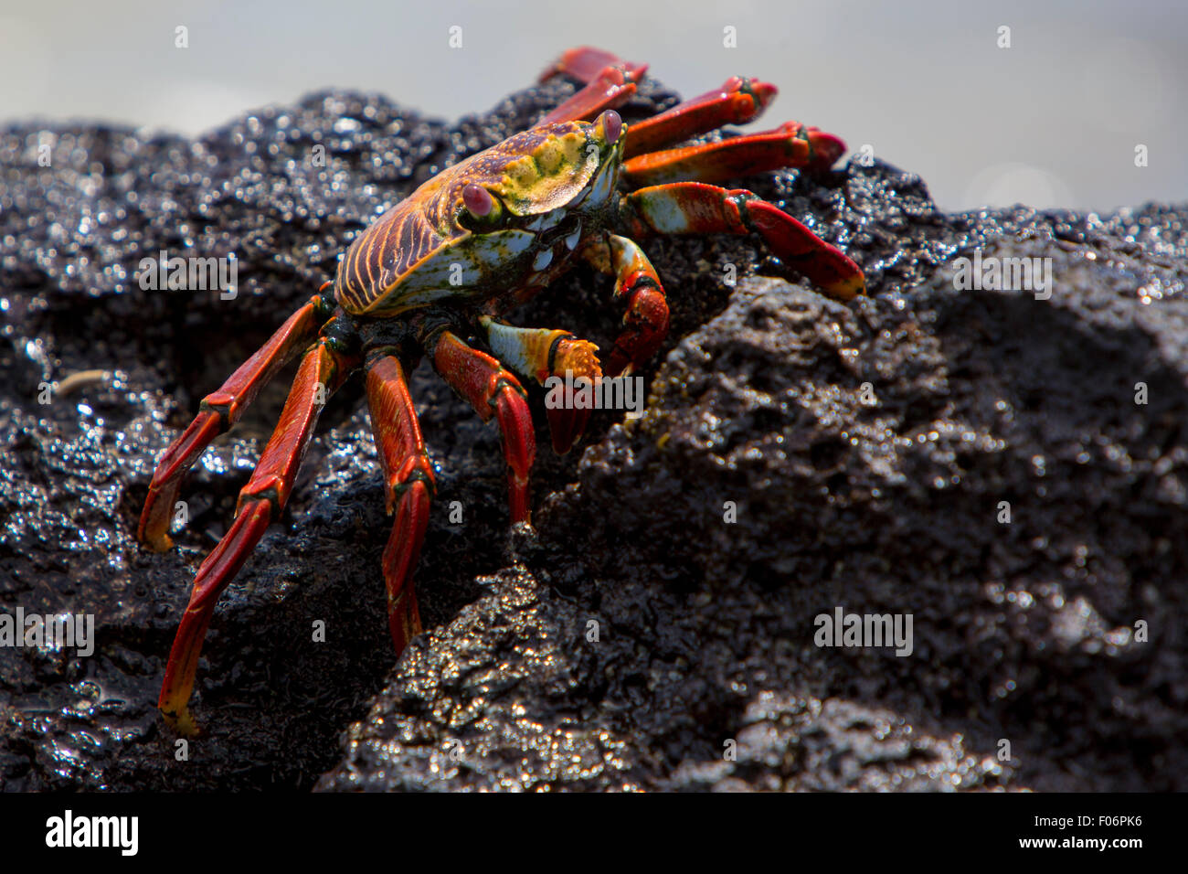 Sally Lightfoot Crab or Red Rock Crab walking on the black volcanic ...