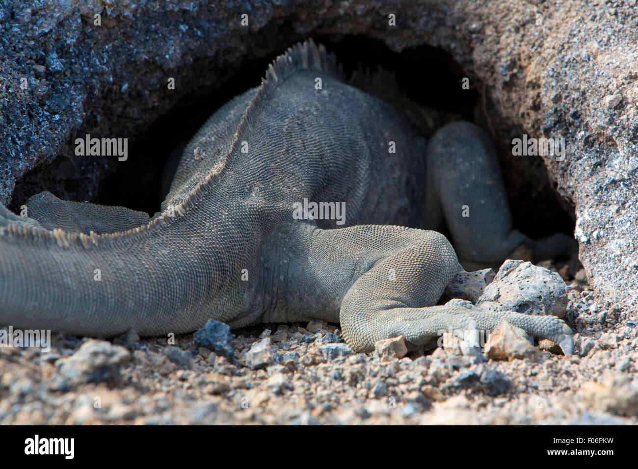 Iguana in front of his nest. Isla Isabela. Galapagos Island. Ecuador ...