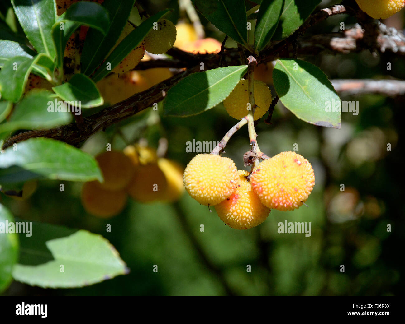 Strawberry tree hi-res stock photography and images - Alamy