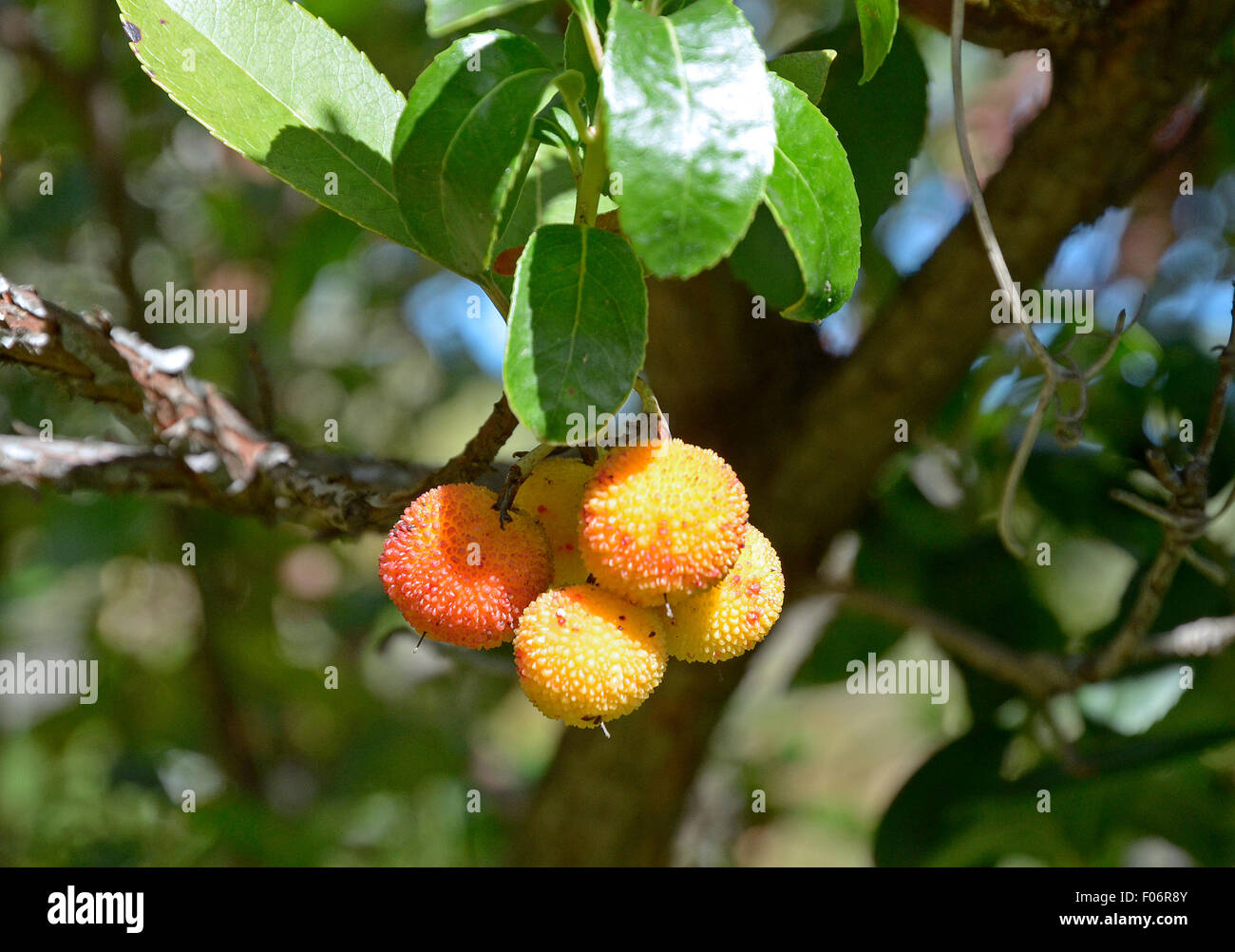 Sardinia, Italy: fruits of strawberry tree Stock Photo - Alamy