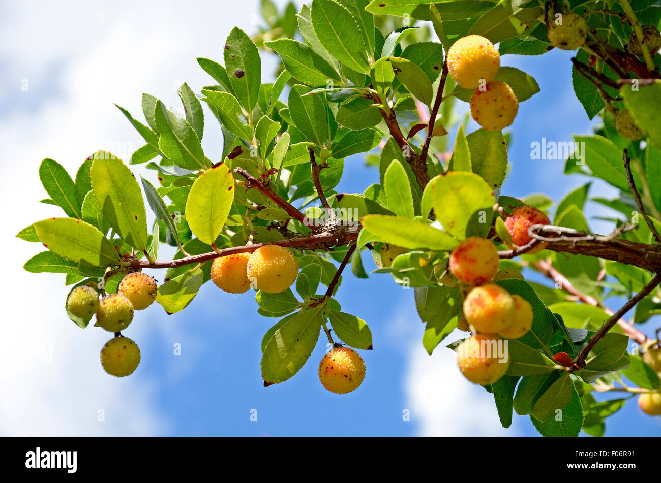 Strawberry tree hi-res stock photography and images - Alamy