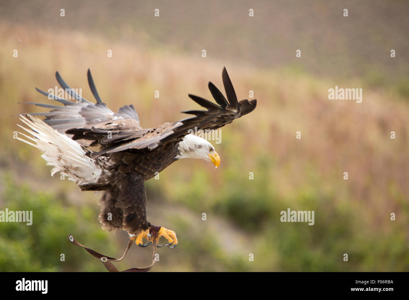 Flying American Bald Eagle at an outdoor bird sanctuary near Otavalo ...